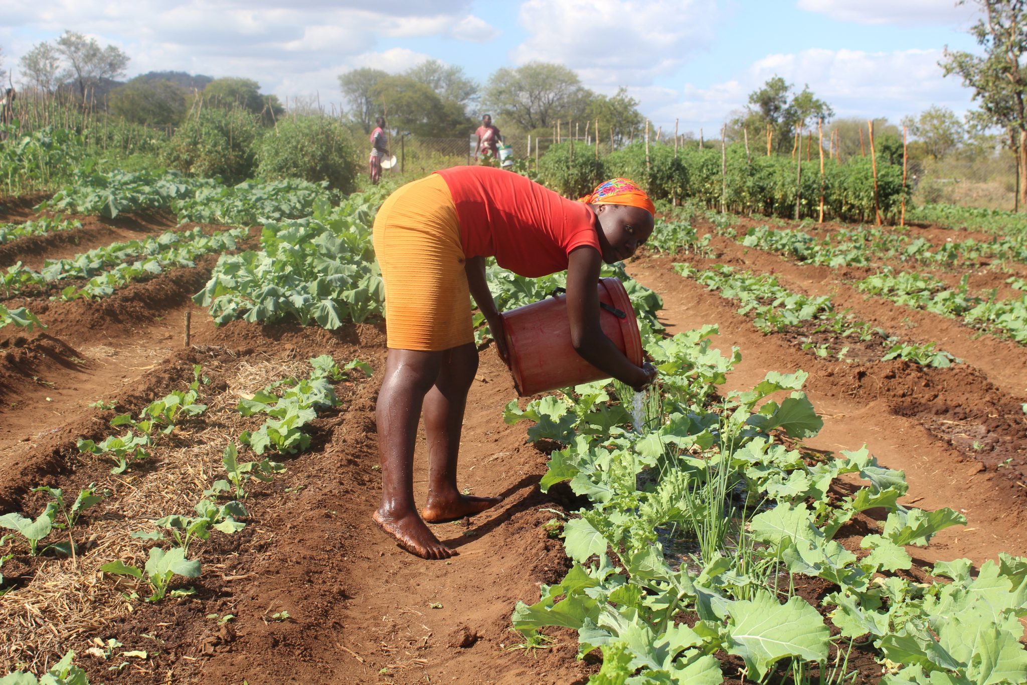 Livelihood and Sustainable Development – Africa AHEAD
